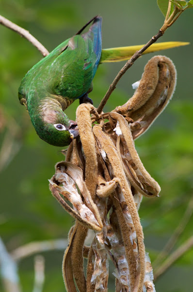 Maroon-bellied parakeet | Project Noah