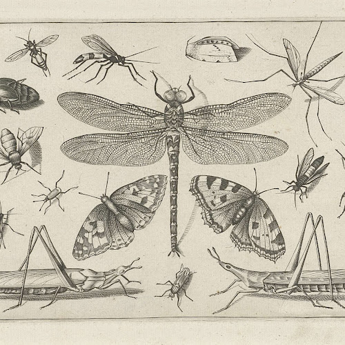 Insects, Jacob Hoefnagel, after Joris Hoefnagel, 1630 - Rijksmuseum