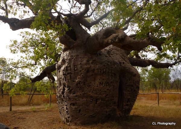 Boab Prison Tree | Project Noah