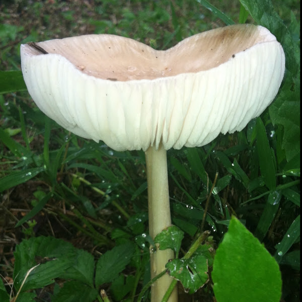 Spotting | Project Noah