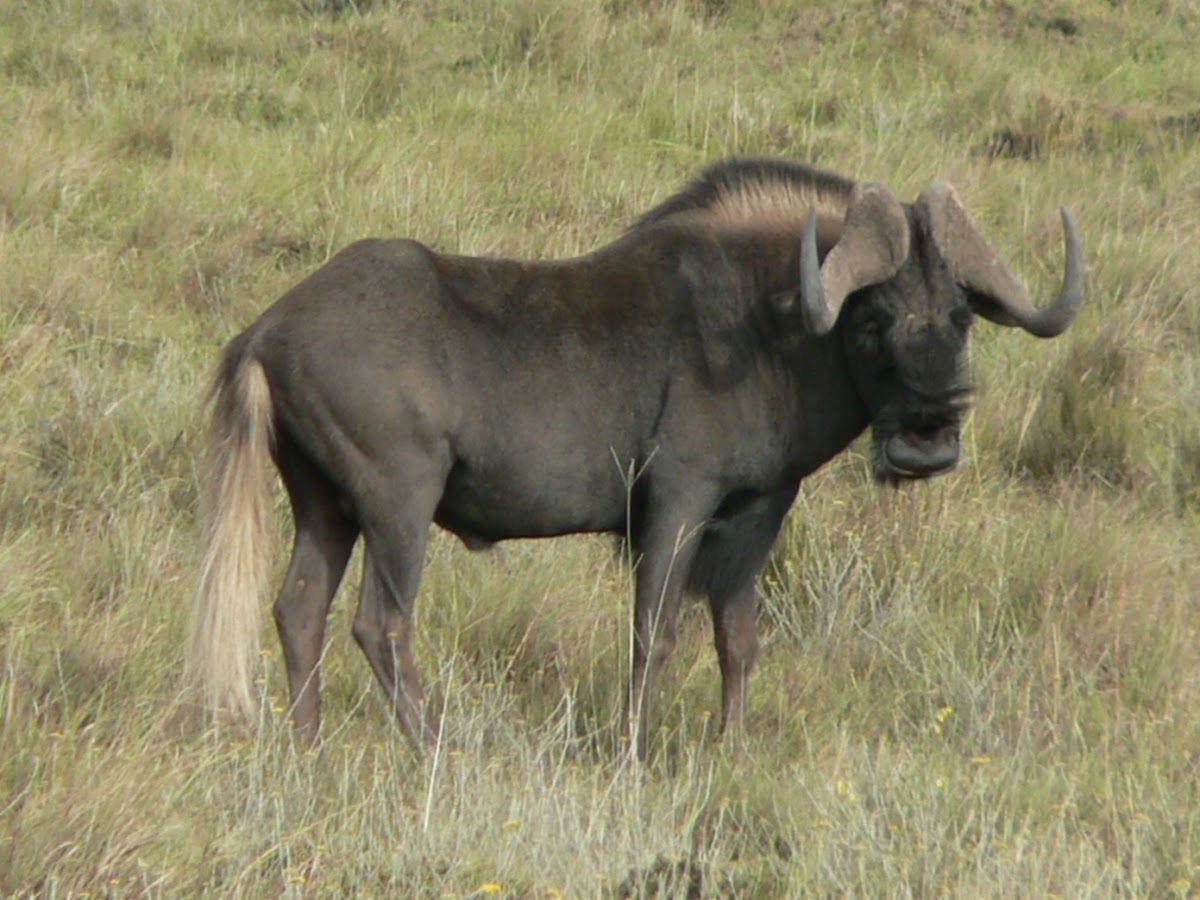 Black wildebeest | Project Noah