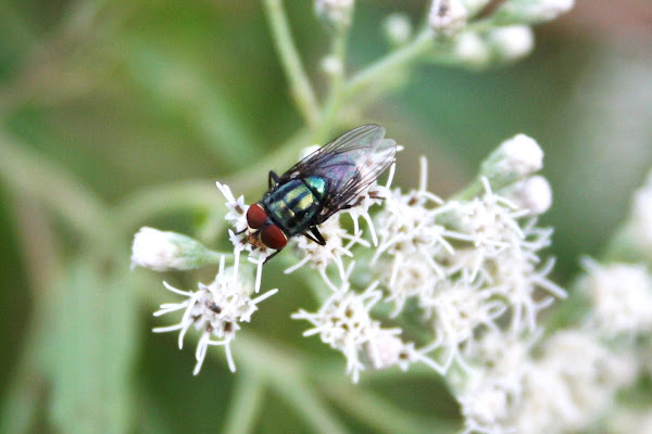 Secondary Screwworm Fly | Project Noah