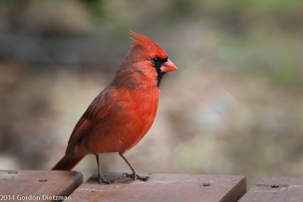 Northern Cardinal | Project Noah