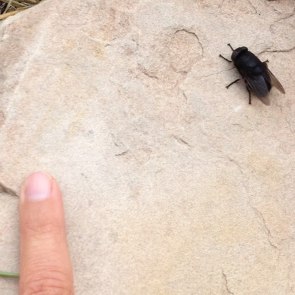 Rodent or rabbit bot fly | Project Noah