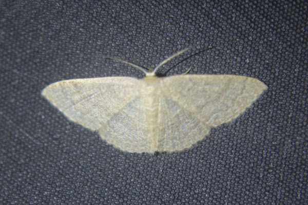 Common Tan Wave Moth | Project Noah