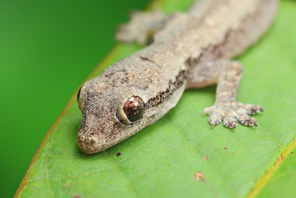 Common House Gecko | Project Noah