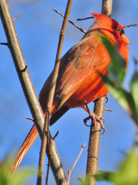 northern cardinal | Project Noah