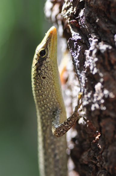 Olive Tree Skink | Project Noah
