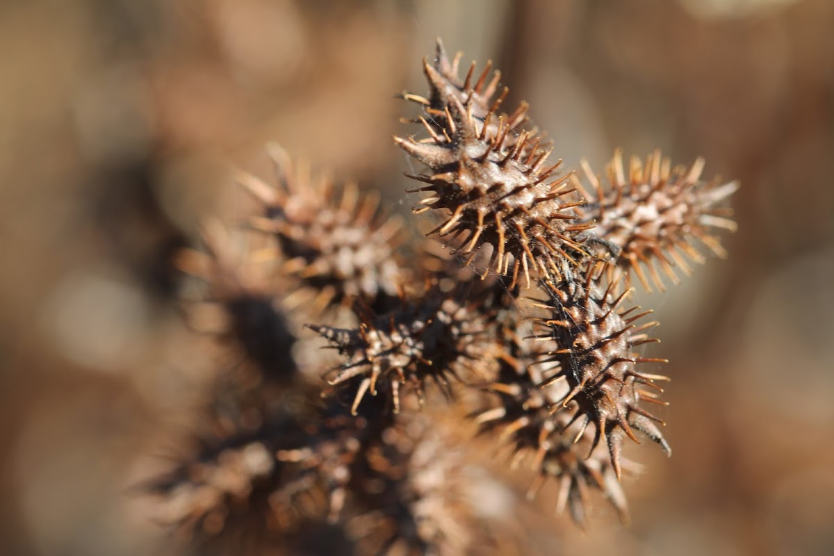 Cocklebur | Project Noah