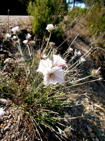 [Convolvulus lanuginosus] | Project Noah