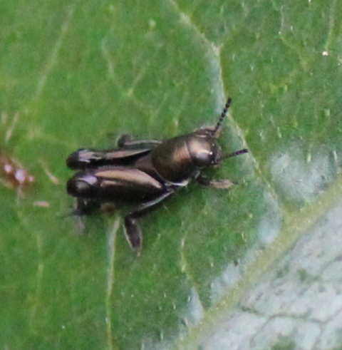 Pygmy Mole Cricket | Project Noah