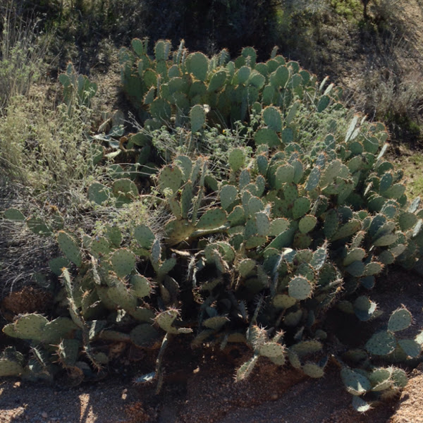 Prickly pear cactus | Project Noah
