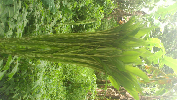 Pungapong | Project Noah