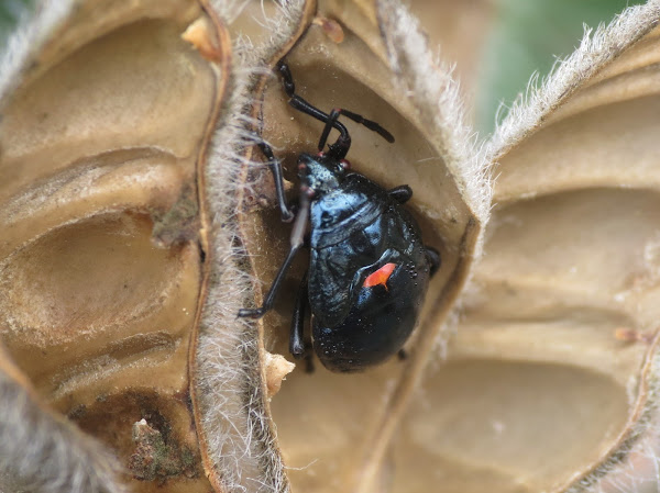 Bordered Plant Bug (nymph) | Project Noah