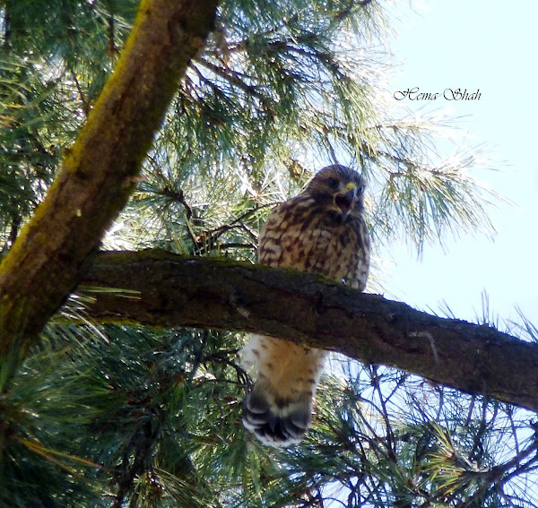 Red Shouldered Hawk (Fledgling) | Project Noah