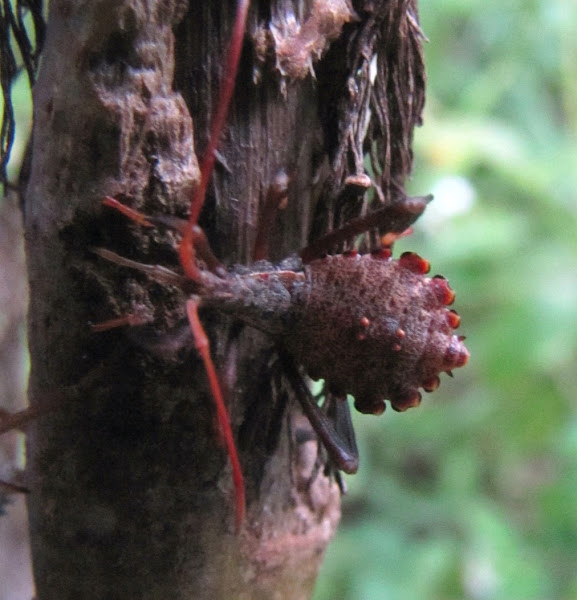 Leaf footed bug nymph | Project Noah