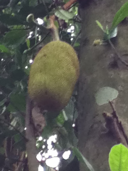 Jackfruit Tree | Project Noah