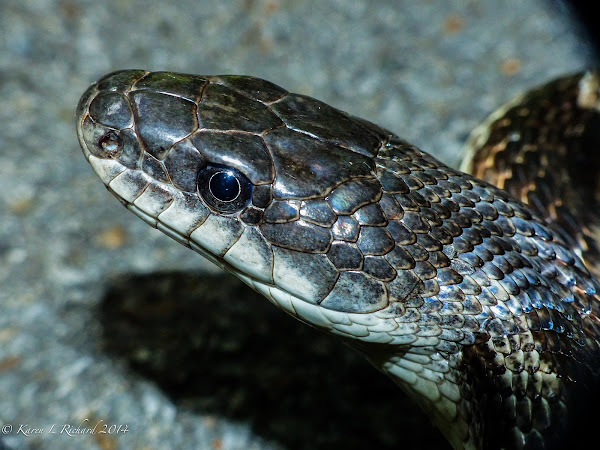 Gray ratsnake | Project Noah