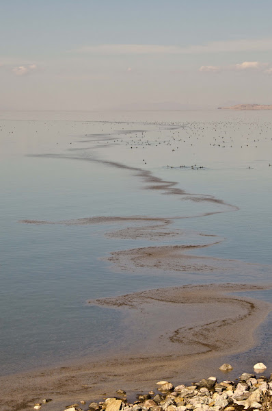 Brine Fly | Project Noah