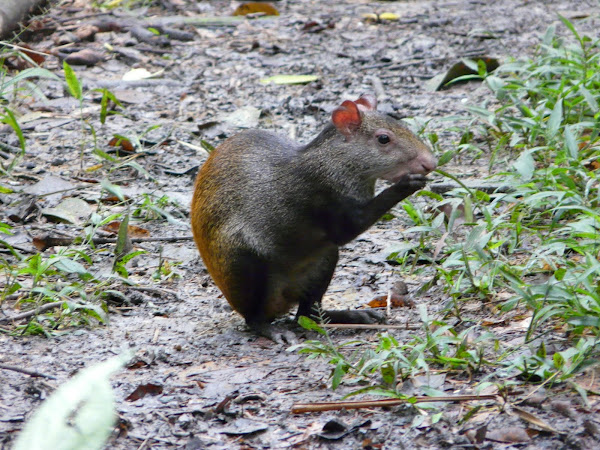 Red-rumped Agouti | Project Noah