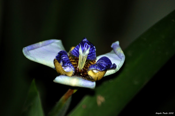 Falsa Íris Azul | Project Noah