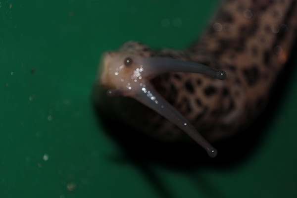 Leopard Slug | Project Noah