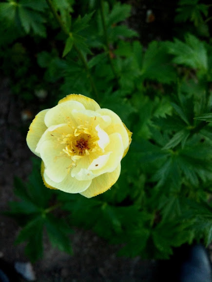 Globeflower "Cheddar" | Project Noah