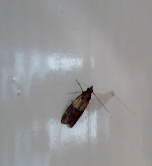 Indian Meal Moth / Moljac | Project Noah