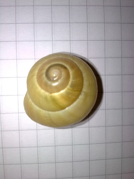 White lipped snail | Project Noah