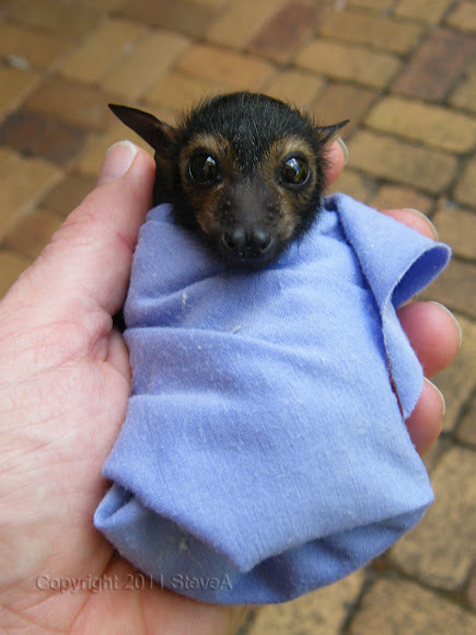 Spectacled Flying-fox | Project Noah
