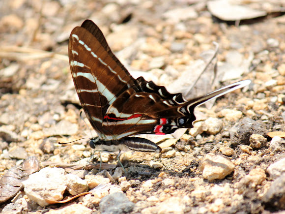 Mexican Dark Kite | Project Noah