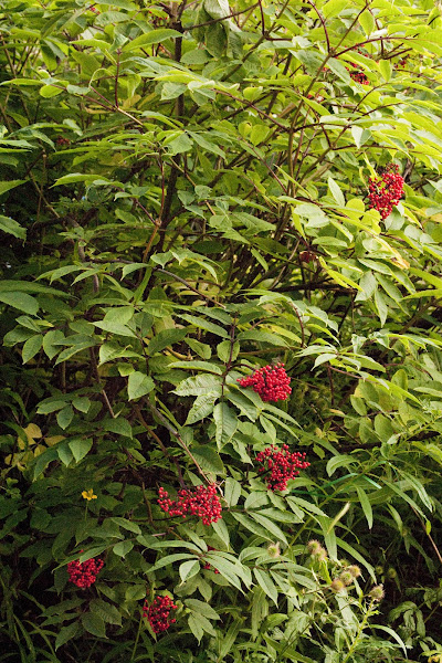 Pacific Coast Red Elder | Project Noah