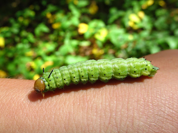 Rosy Maple Moth (larva) | Project Noah