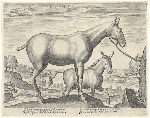 Muilezel en ezel - Philips Galle — Google Arts & Culture