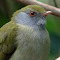 Pin-tailed Manakin | Project Noah
