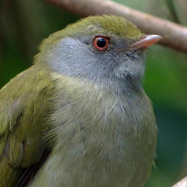 Pin-tailed Manakin | Project Noah