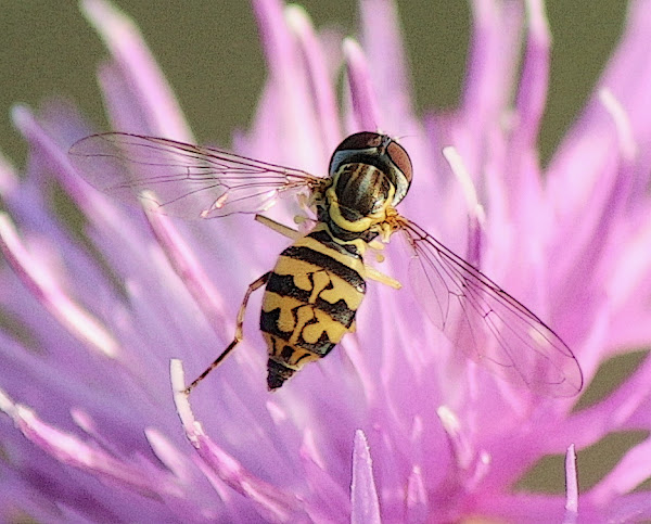 Hoverfly | Project Noah