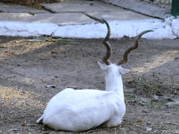 Krishna Mrigam ( કાળિયાર ) | Project Noah