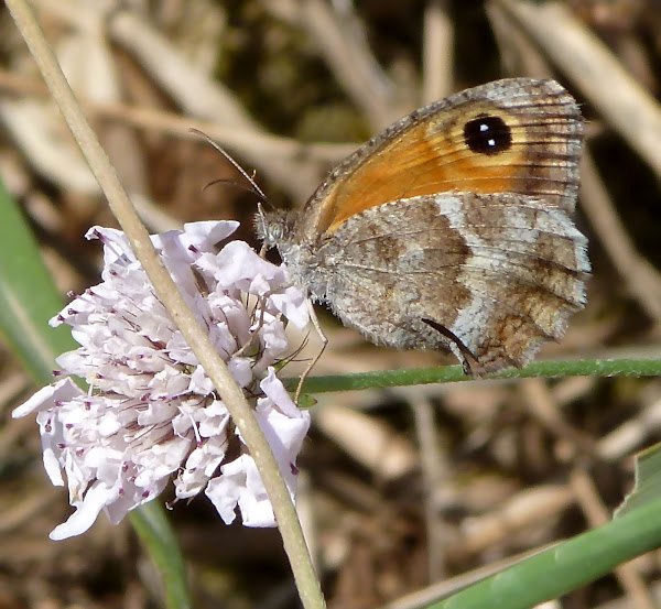 Southern Gatekeeper (female) | Project Noah