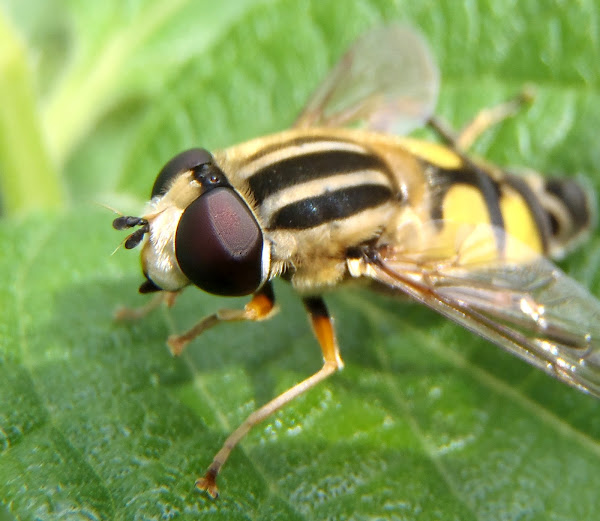 Mosca Helophilus fasciatus (hembra, female) | Project Noah