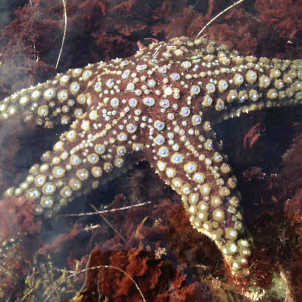 Giant sea star | Project Noah