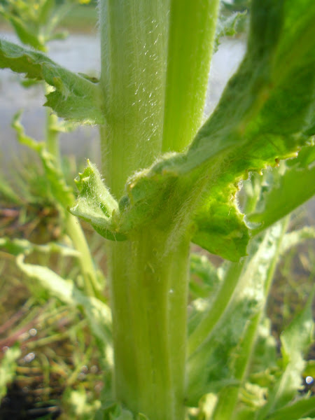 Marsh Ragwort/Moerasandijvie | Project Noah