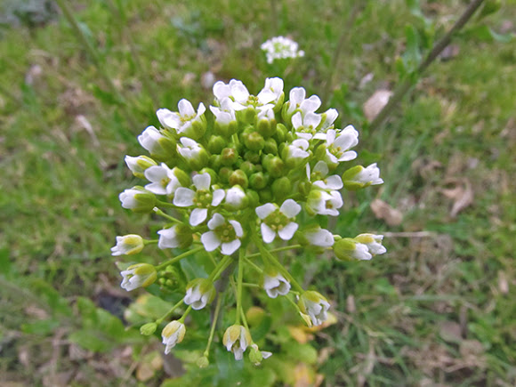 Field peppergrass | Project Noah