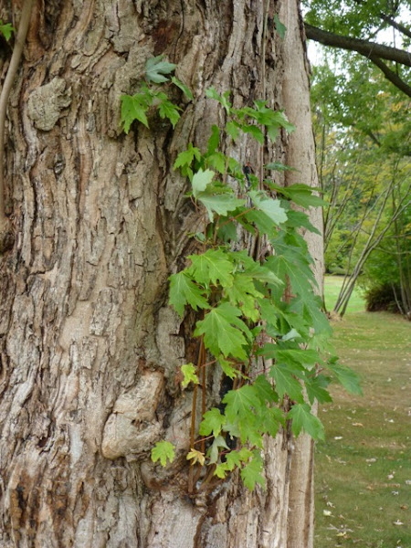 Silver Maple | Project Noah