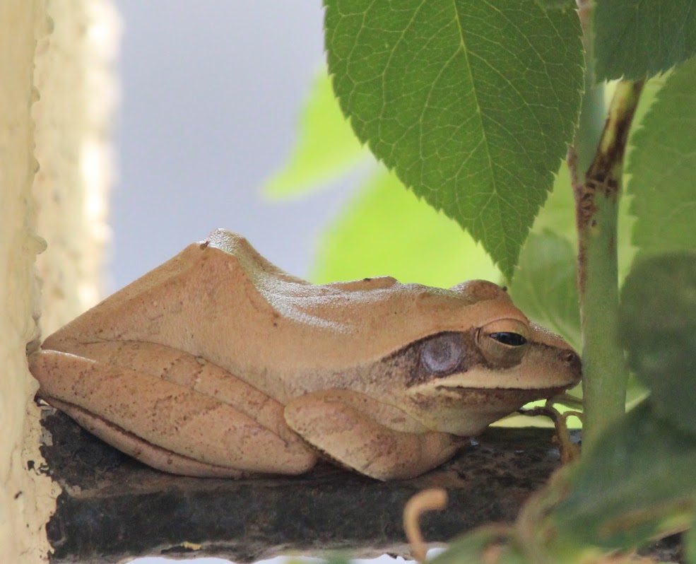 Common Indian Tree Frog | Project Noah