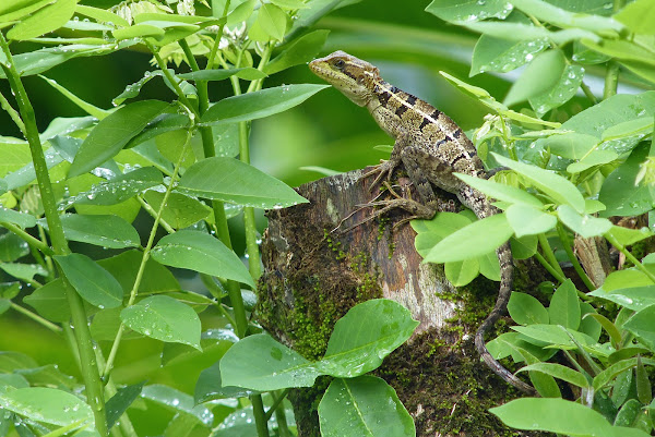 Common Basilisk | Project Noah
