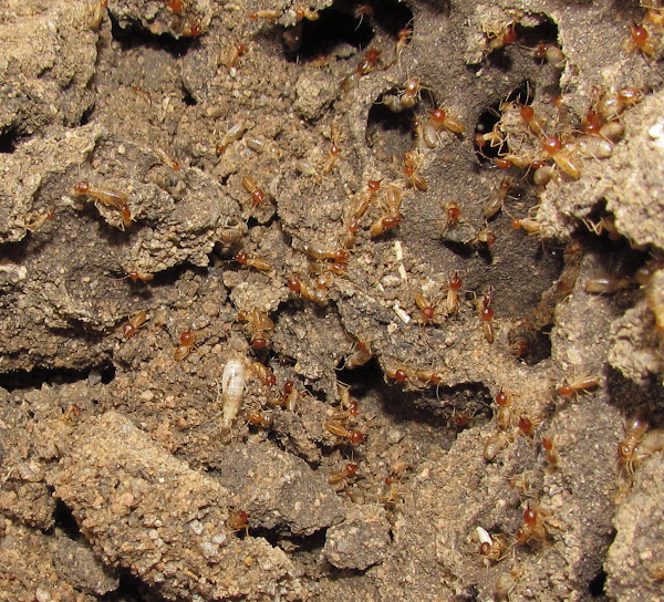 Snouted harvester termites | Project Noah