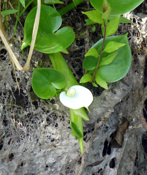 Water Arum | Project Noah