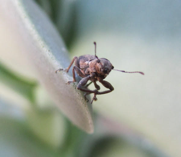 Fuller Rose Weevil | Project Noah
