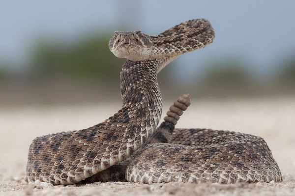 Western Diamondback | Project Noah